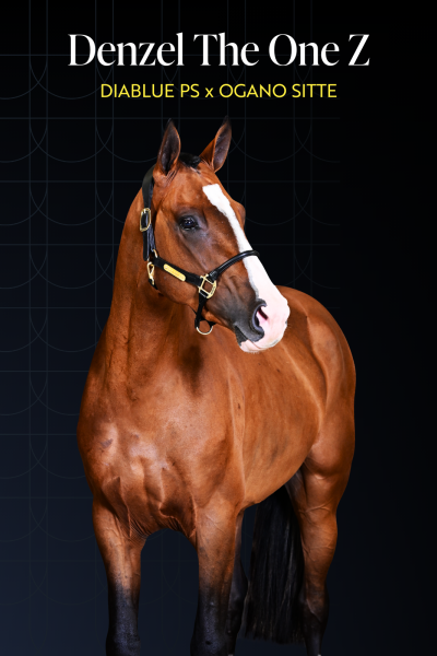 DENZEL THE ONE Z - Extraordinary young stallion with the scope you need! | Zangersheide.Auction